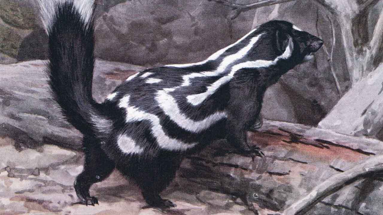 O cheiro do gambá e o odor de santidade